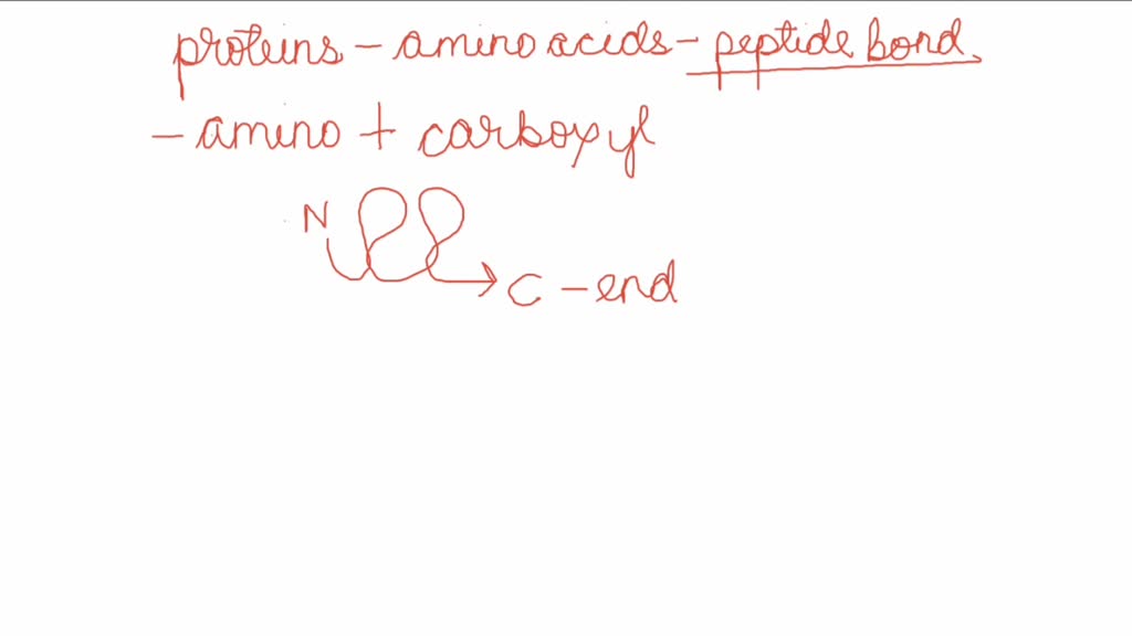 SOLVED: A sequence of amino acids strung together in a strand forms a ...