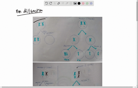 Using diagrams, illustrate how nondisjunction can result in an ...