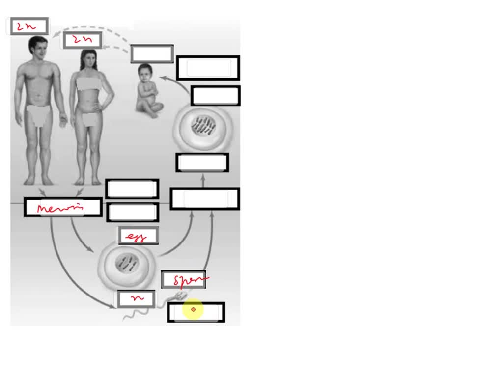 Correctly label the following diagram to describe the chromosome ...