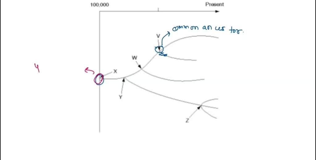 SOLVED: The following question refers to the evolutionary tree in the ...