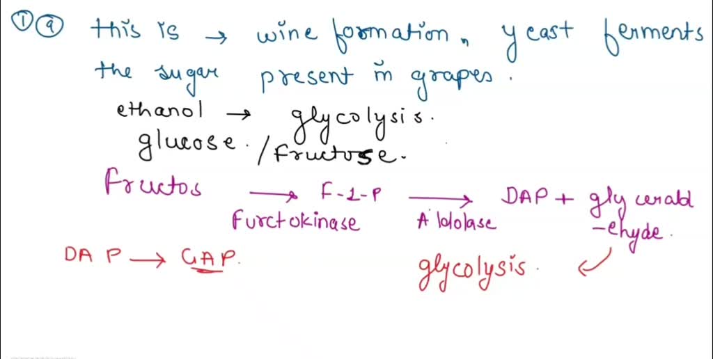 SOLVED: Questions: Yeast is used in the production of alcoholic ...