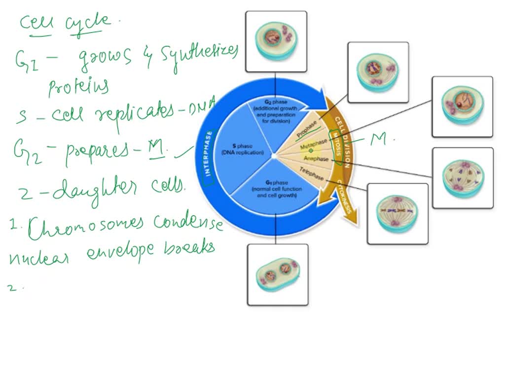 SOLVED: Please help Cell cycle images Click on every image that is correctly paired with the ...