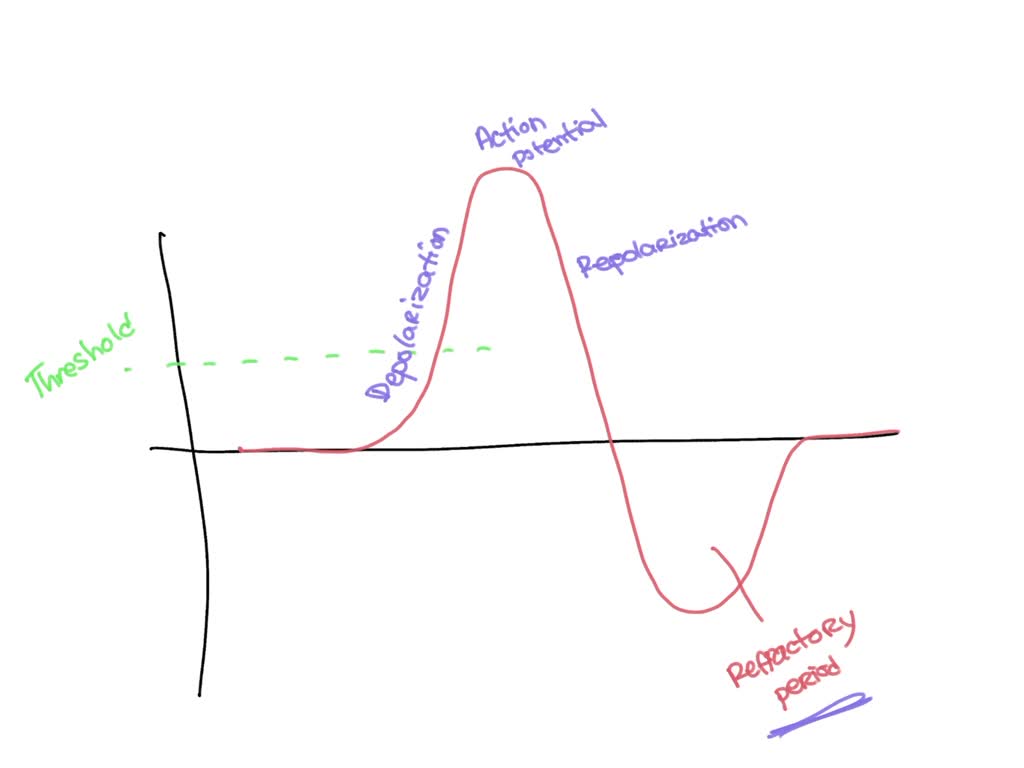 SOLVED: 'Which statement characterizes the relative refractory period ...