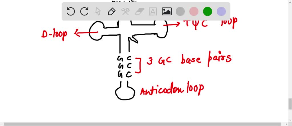SOLVED: which site of tRNA molecule form hydrogen bonds with mRNA ...