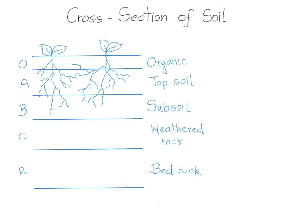 SOLVED: 'In a cross section of soil, the Bhorizon consists of A clay ...