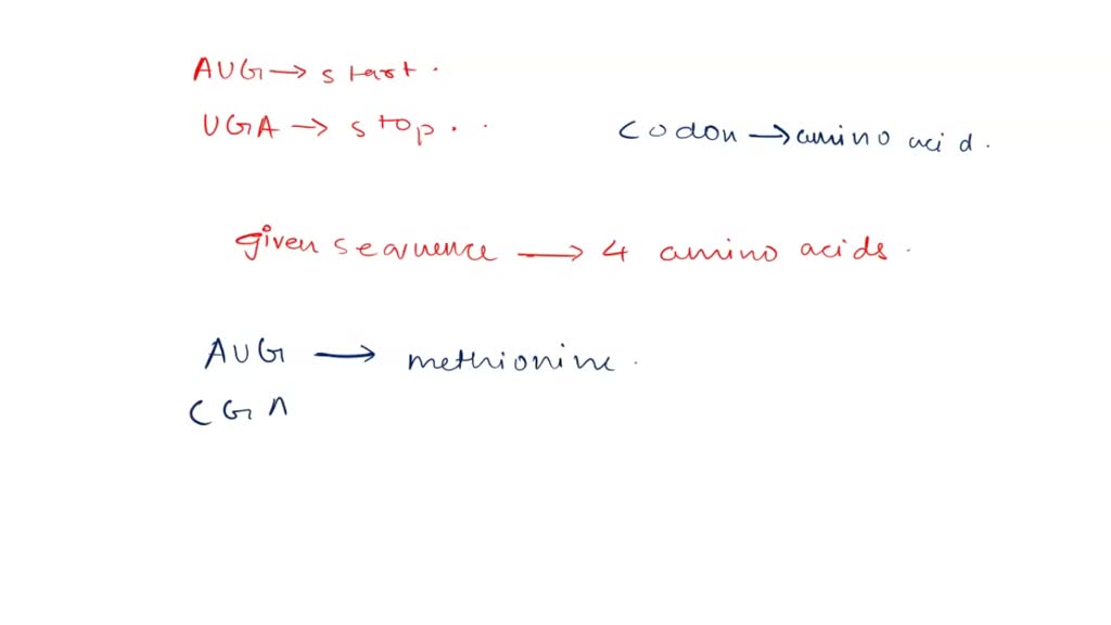 SOLVED: How many amino acids would be encoded by the sequence 5â ...