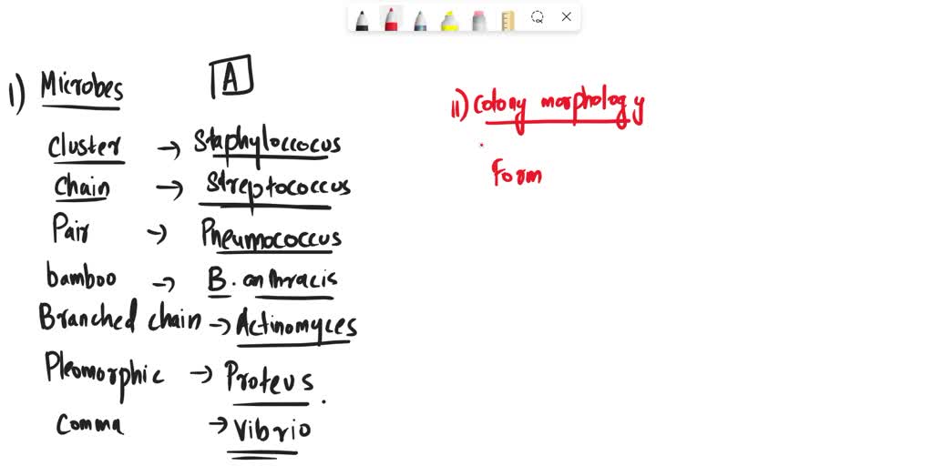 SOLVED: Microbial Cell Arrangement Morphology (images not to scale ...