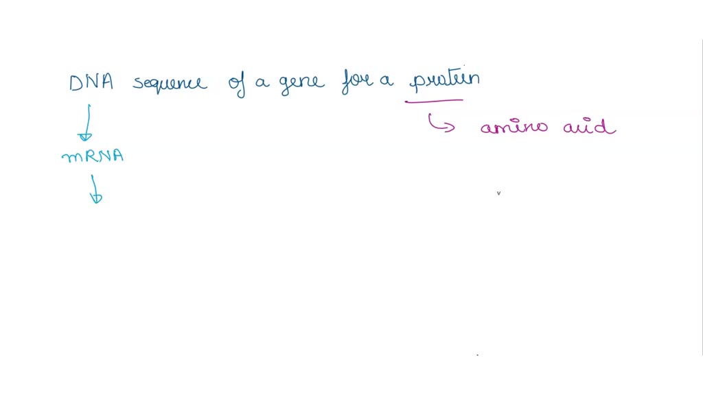 SOLVED: The DNA sequence of a gene for a protein ultimately determines ...
