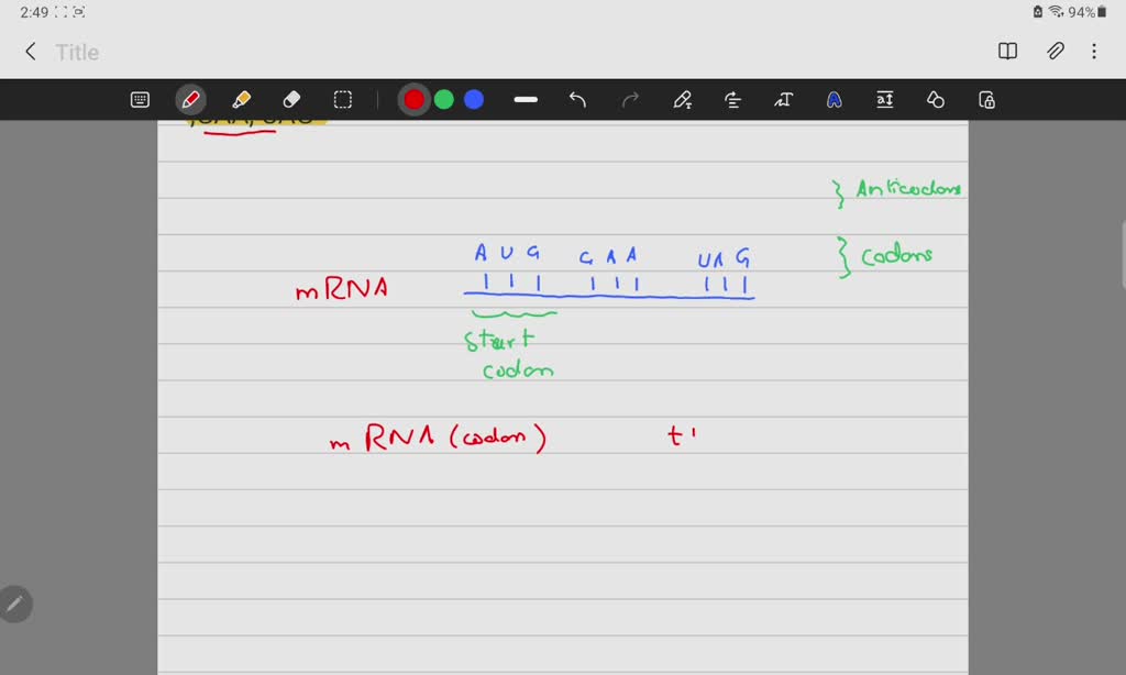Look at the highlighted codons on the mRNA. Use the menus to select the ...