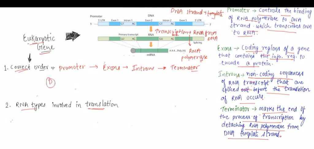 SOLVED: 1. What is the correct order of parts in a eukaryotic gene? A ...
