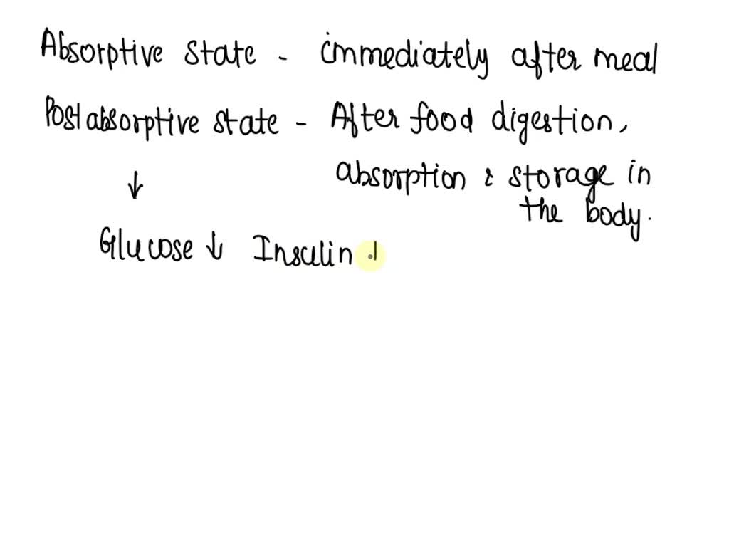 SOLVED: After glycogen has been used up in the postabsorptive state ...