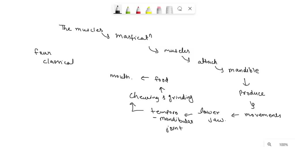 SOLVED: Muscles of Mastication: - Masseter: Origin - zygomatic arch ...