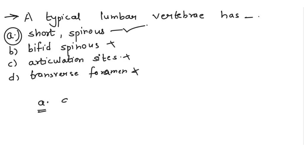 SOLVED: A typical lumbar vertebra has . a. a short, rounded spinous ...