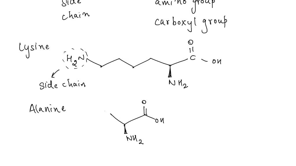 SOLVED: Draw the structure of Lys and Ala linked by an isopeptide bond.