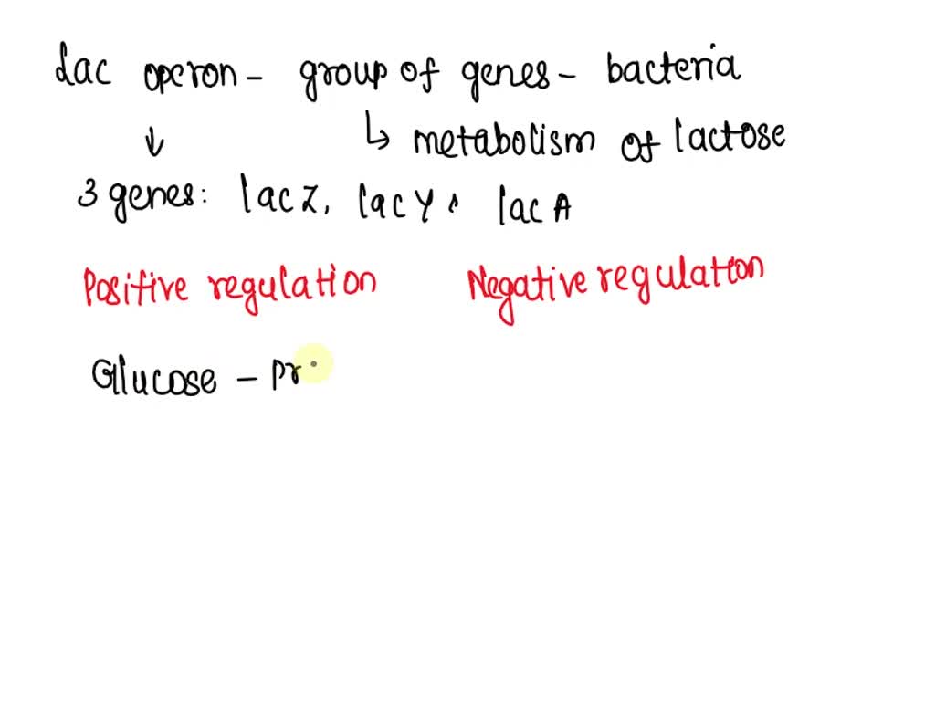 SOLVED: In the absence of glucose, lac operon regulation is best ...