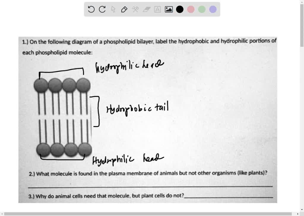 SOLVED What Are The Basic Components Of One Phospholipid Molecule 3