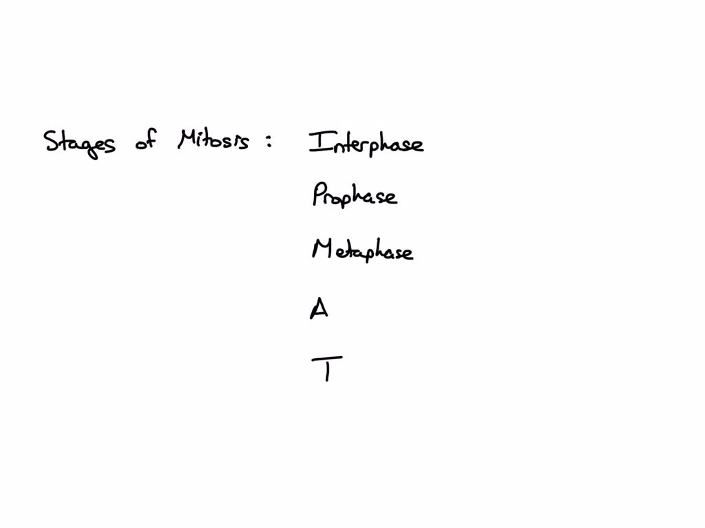 SOLVED: The phases of mitosis represented above are not in the correct ...