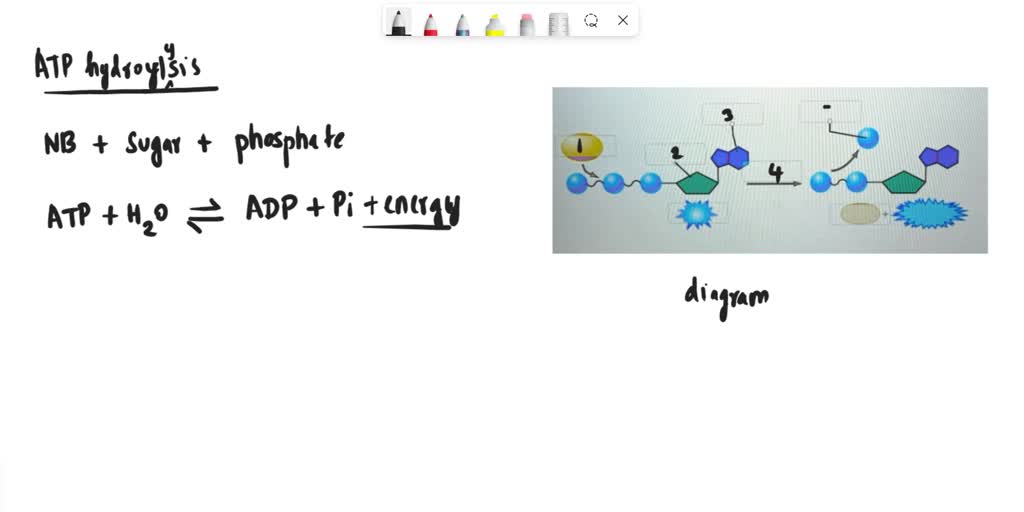SOLVED: Label the parts of the reaction below. Not all labels will be ...