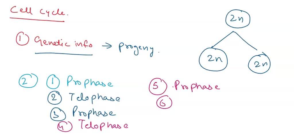 SOLVED: Topic: Cell Cycle (Interphase, Mitosis, and Cytokinesis) The ...