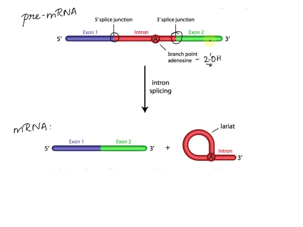 SOLVED: During RNA splicing, what type of reaction is responsible for ...