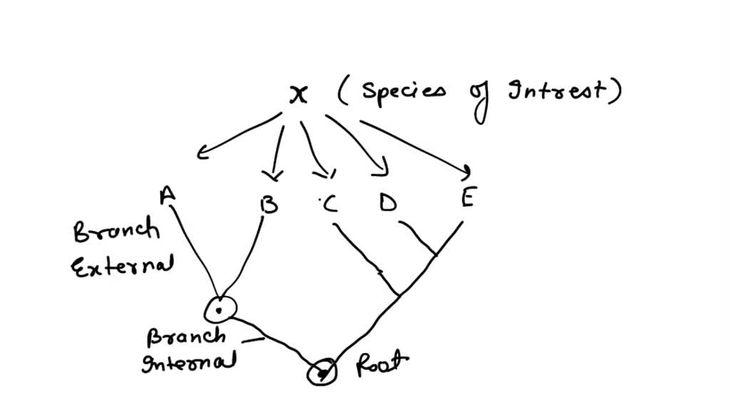 SOLVED: Q3: Draw or design a basic (rooted) phylogenetic tree. Please ...