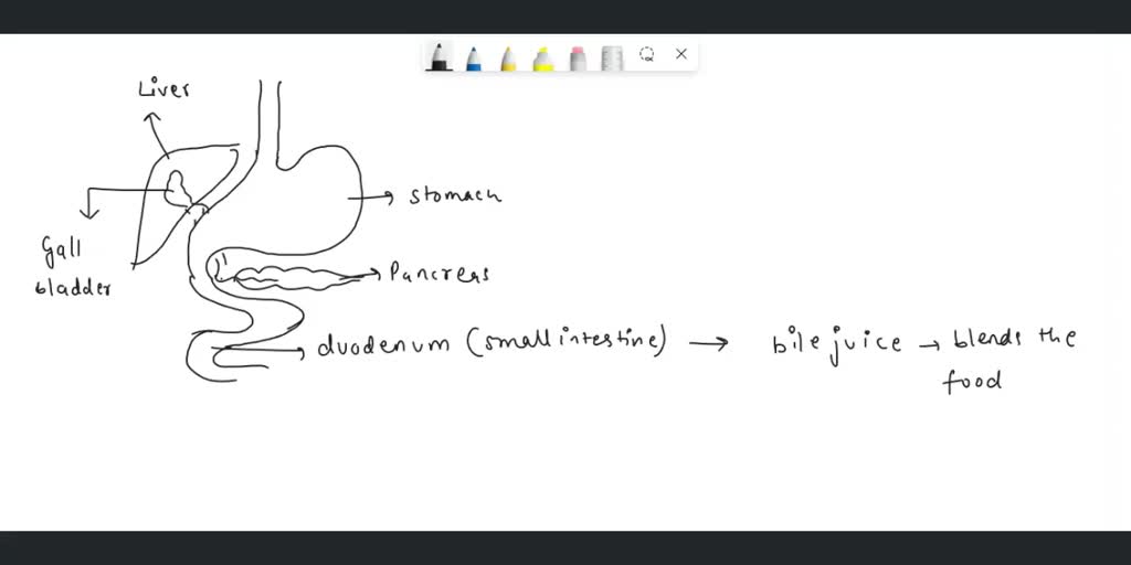 SOLVED: Draw and label the arrangement of the liver, gallbladder ...