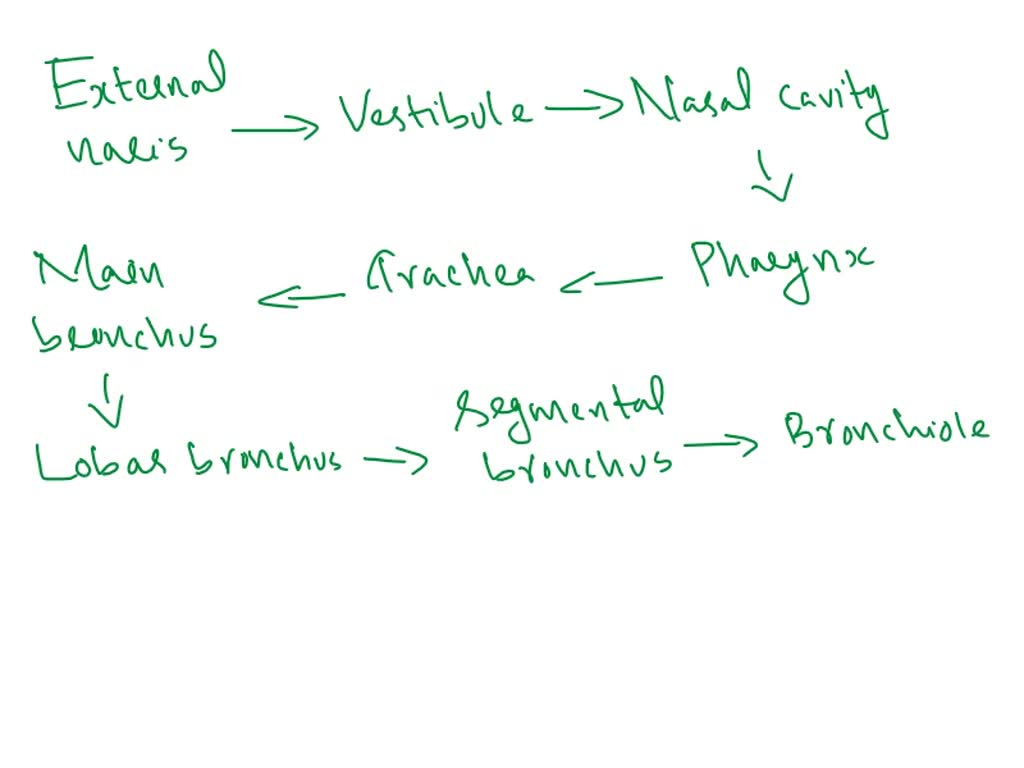 SOLVED: A dust particle is inhaled and gets into an alveolus without ...