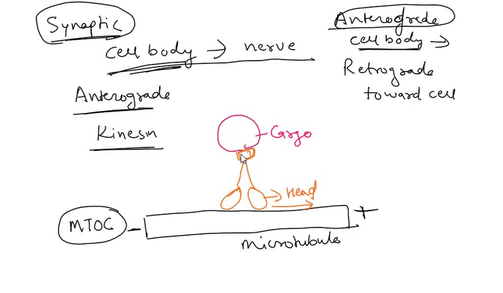 SOLVED: 3a. As depicted in the drawing below, microtubule-associated ...
