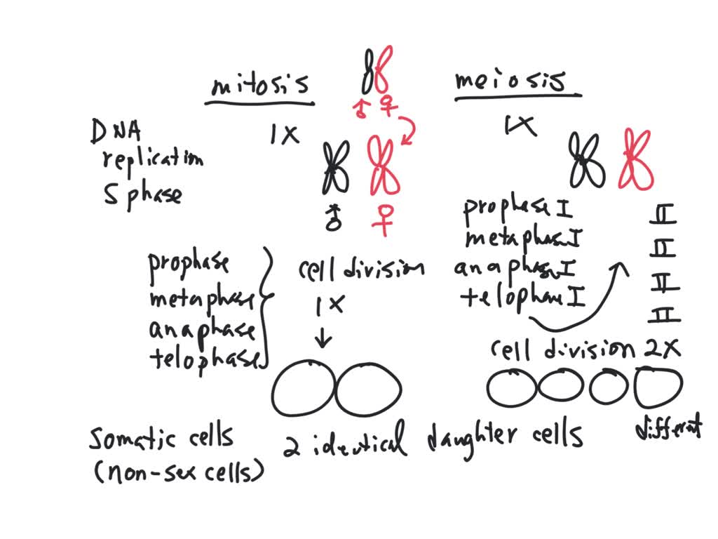 what are the key steps of mitosis and meiosis of cellular reproductioninclude key differences ...