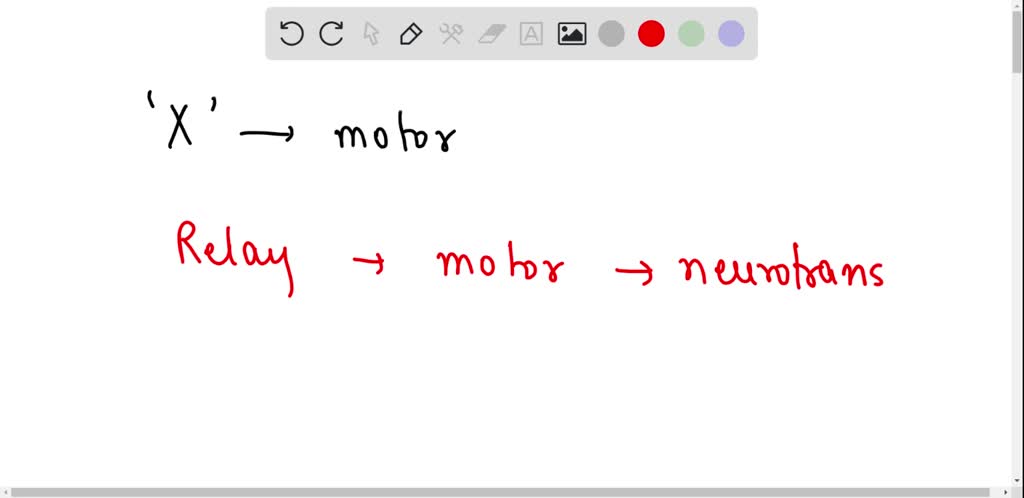 What type of neuron is neuron X? B10 The human nervous system AQA ...