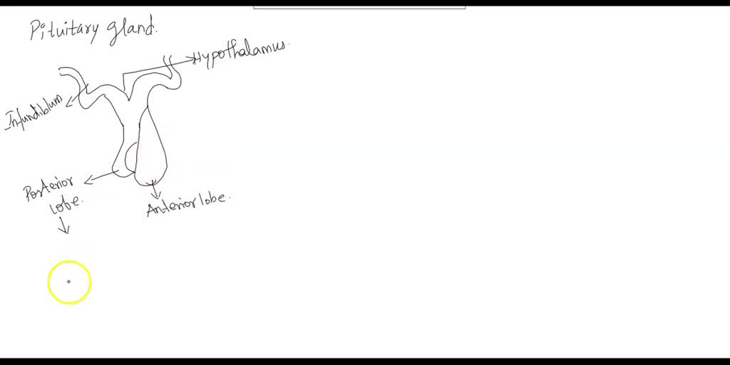 SOLVED: Draw a labelled diagram of the pituitary gland and Describe the ...