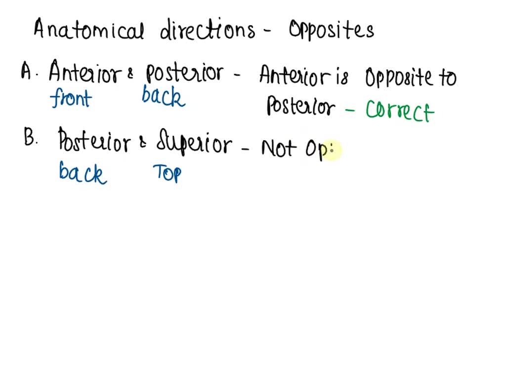 SOLVED: The anterior genu and posterior splenium are significantly ...
