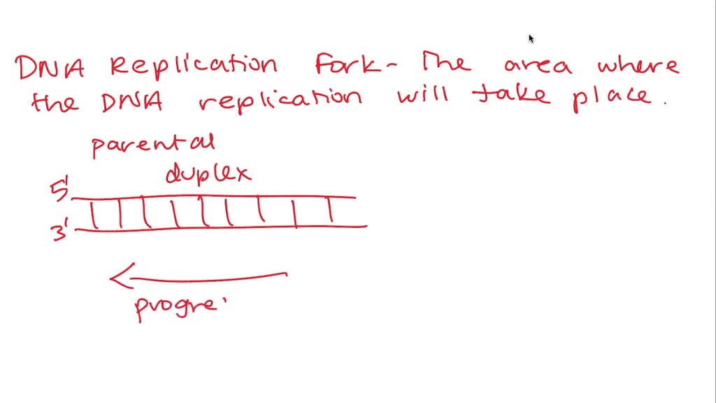 SOLVED: Label the parts of the DNA replication fork.