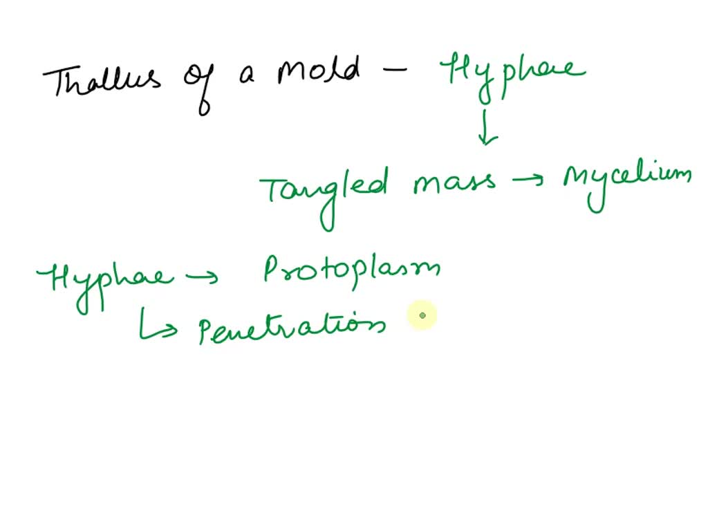 SOLVED: The thallus of a mold consists of long, branched, threadlike ...