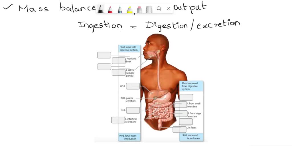 SOLVED: Drag the labels onto the diagram to identify specific ...