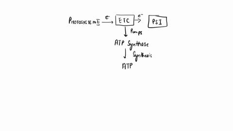 Part I-Illuminating Photosynthesis #1: Fill in this concept map ...