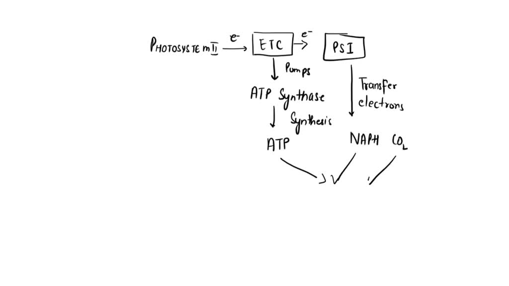 SOLVED: NAME: Part Illuminating Photosynthesis #1: Fill in this concept ...