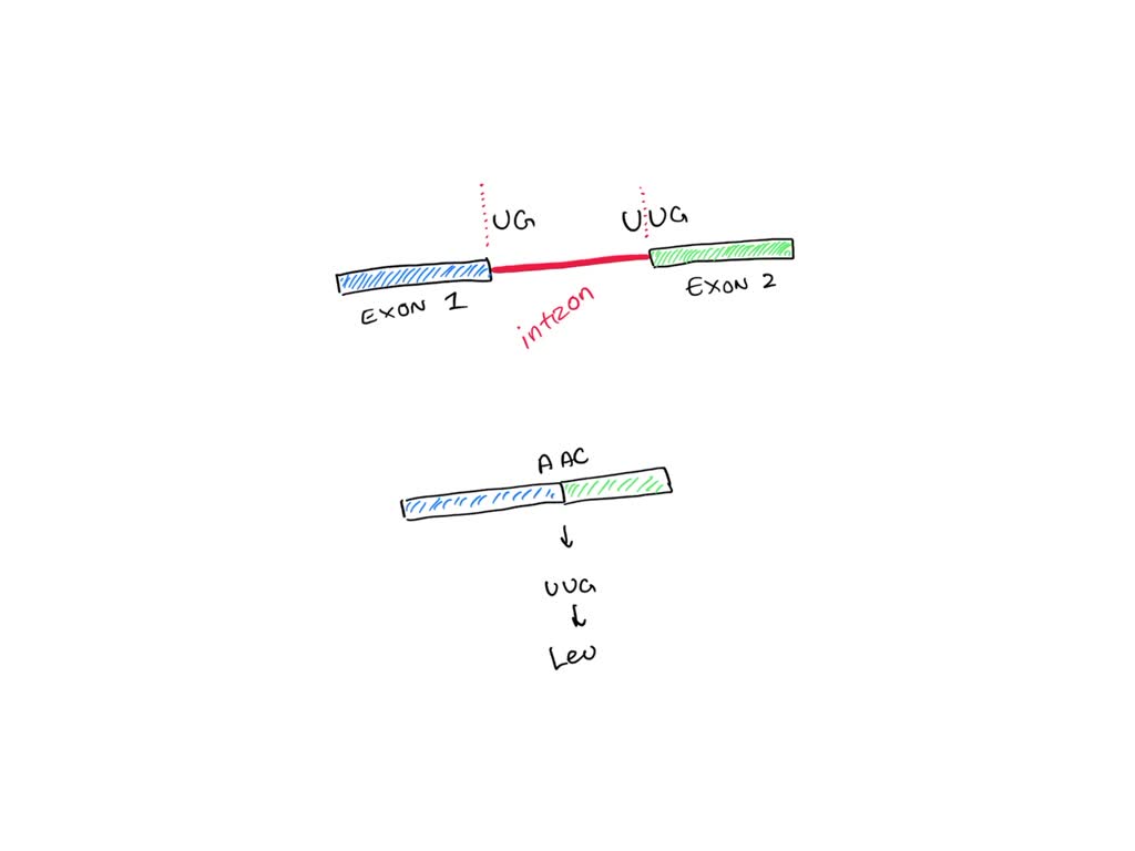 SOLVED: The UUG codon, which specifies the amino acid Leu, flanks ...
