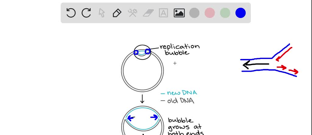 SOLVED: 21. E. coli DNA replication is different from Homo sapiens DNA ...