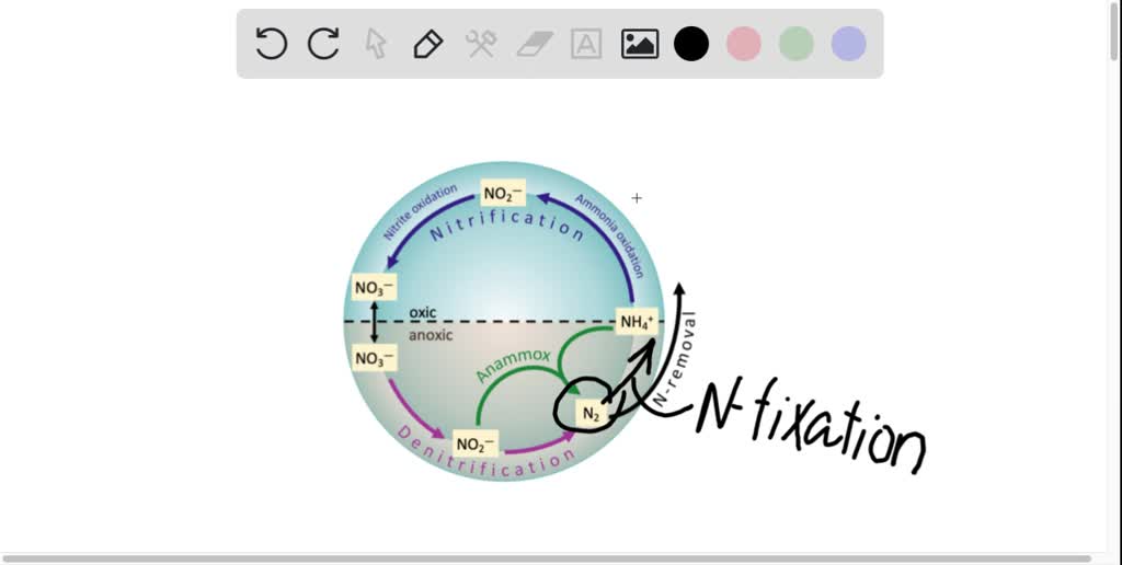 SOLVED: Write on the nitrogen cycle and explain the function of each ...