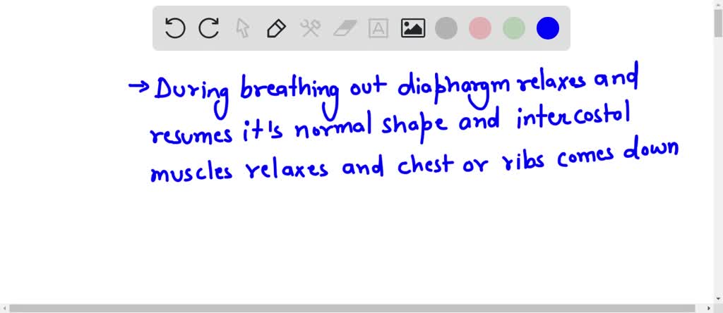 SOLVED: The diagram shows the ribs and some of the muscles used in ...