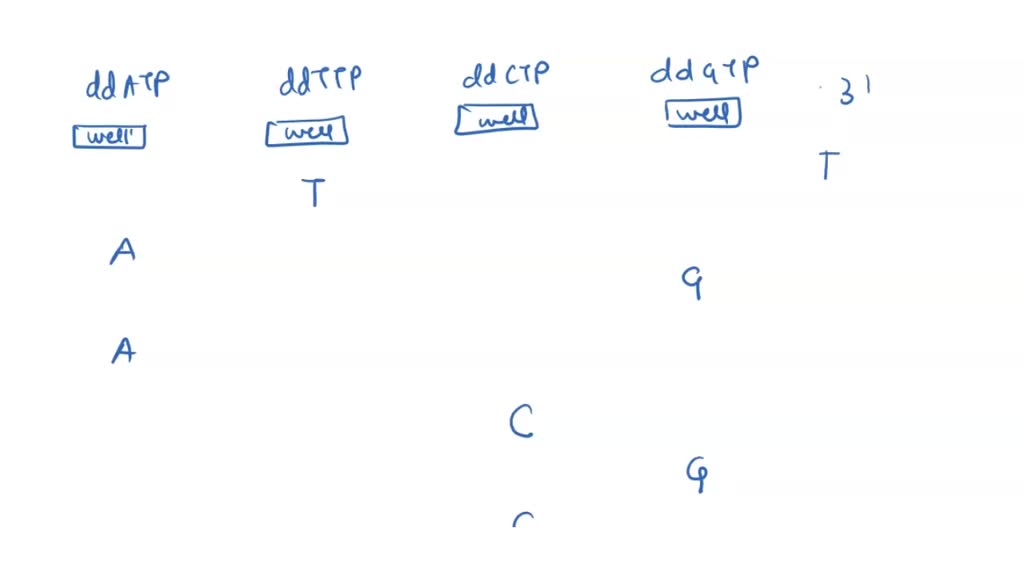 SOLVED: Four dideoxy sequencing reactions were loaded into the ...