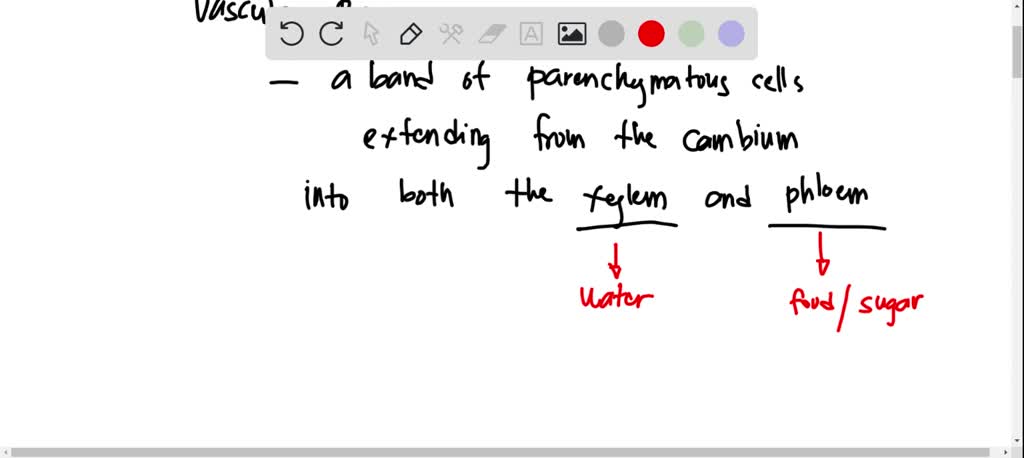 SOLVED: Medullary rays are formed by the 1) Radially placed ...