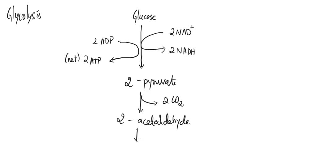 SOLVED: A diagram of the following: Sketch/create diagram of glycolysis ...