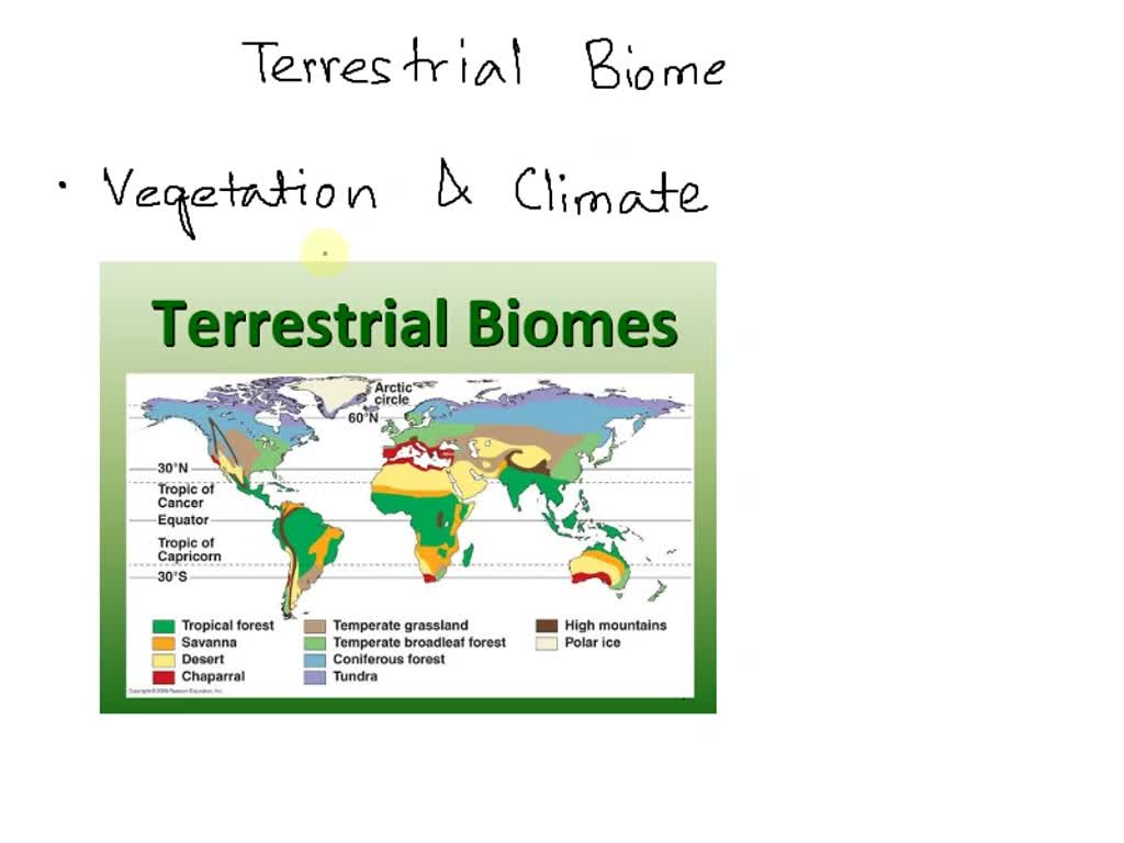 SOLVED: Which of the following is characteristic of most terrestrial ...