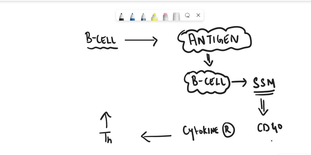SOLVED: What is class switching and how does this involve B cell ...