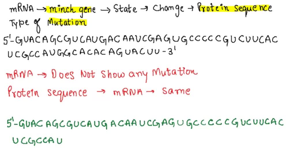 SOLVED: Below is the mRNA produced from a mutant version of the minch ...