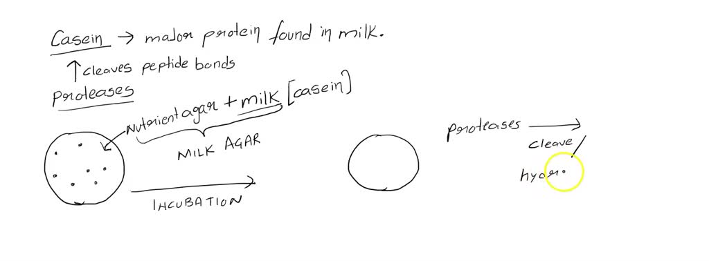SOLVED: Why does the production of the enzyme that digests casein cause ...