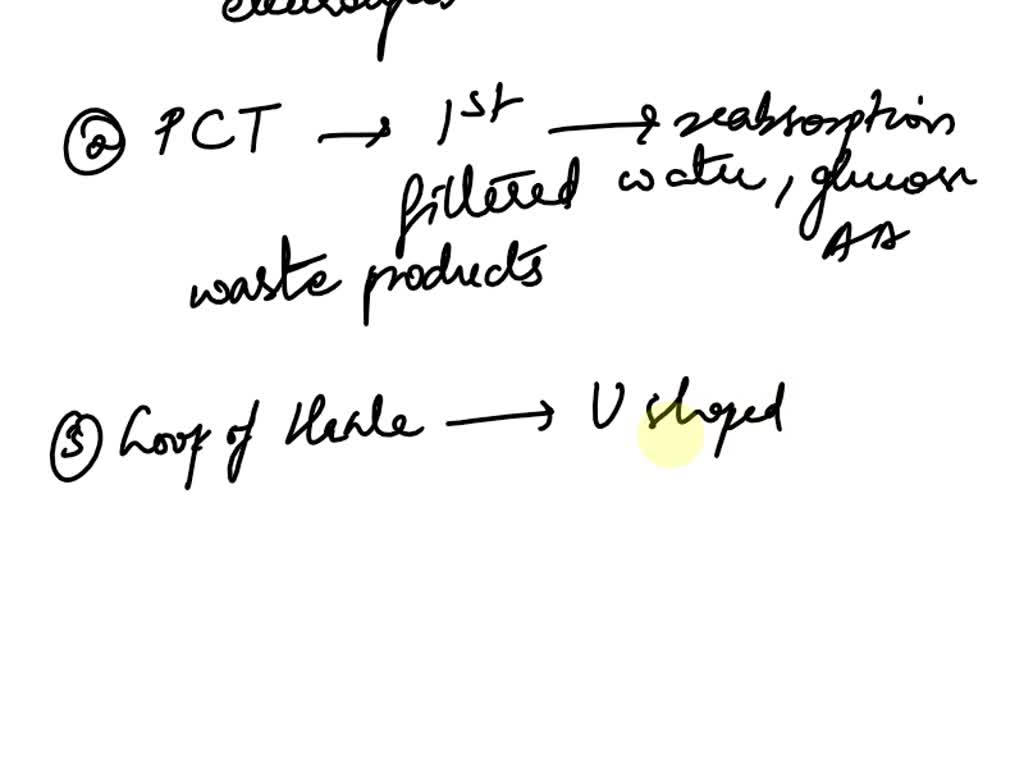 SOLVED: KIDNEY: what is the function of each corpuscle proximal ...