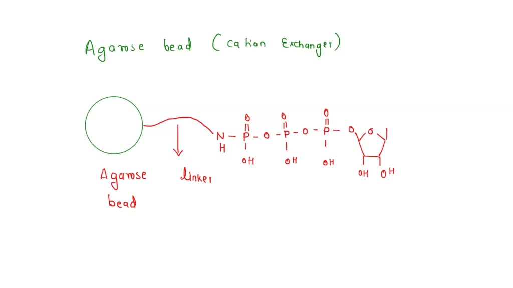 3.0 Chromatography Resins: Complete the molecular structure at each ...